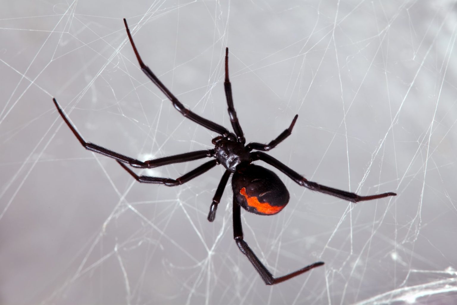 Pest of the Month: Black Widow Spider Extermination | Buzz Kill Pest ...