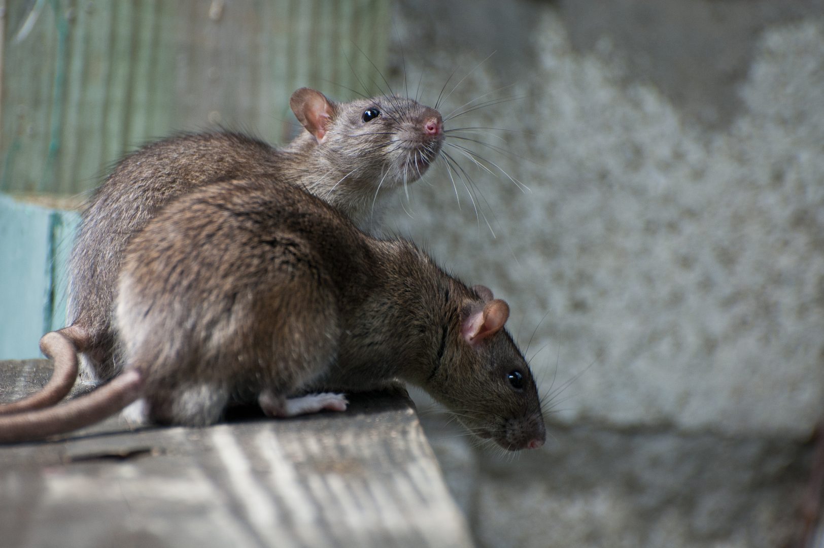 Pest Of The Month Roof Rat Buzz Kill Pest Control