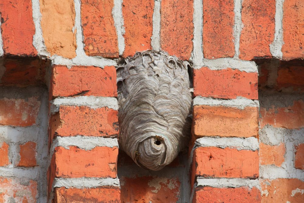 How to Prevent a Wasp Infestation This Spring | Buzz Kill Pest Control