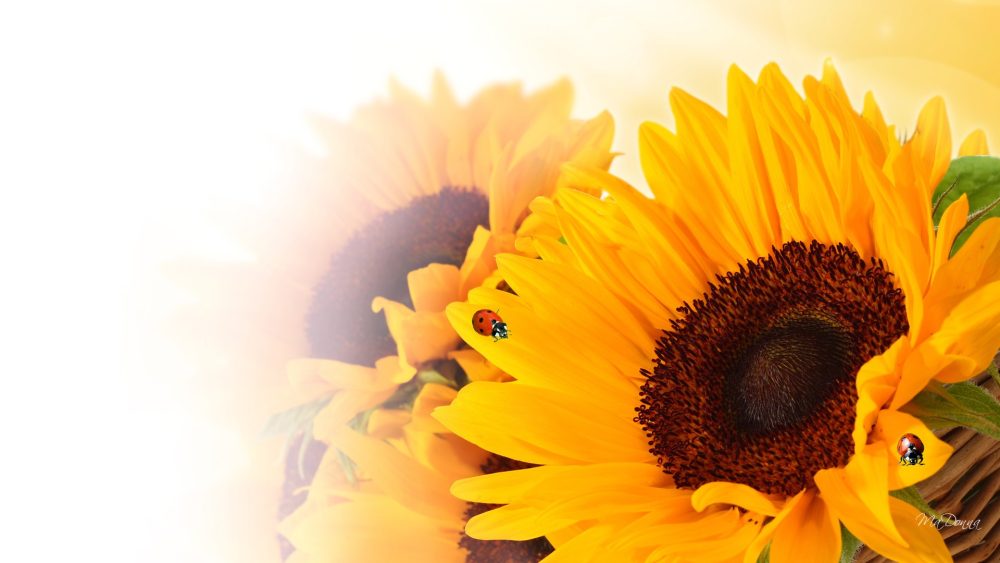 5 Pests to be Thankful for This Thanksgiving | Buzz Kill Pest Control