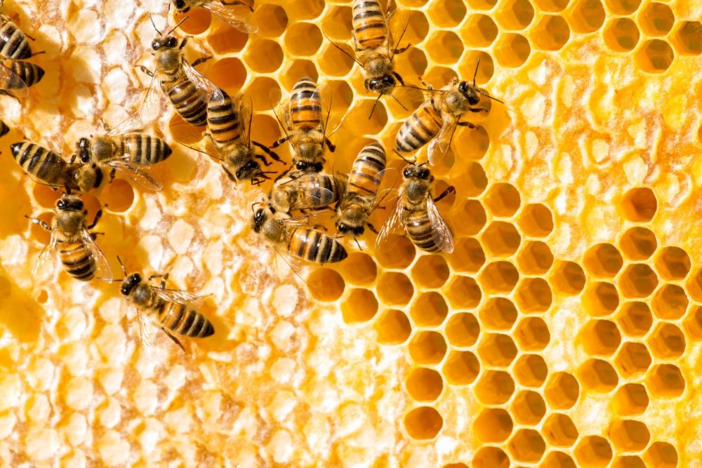 The Preservation and Importance of Bees | Buzz Kill Pest Control