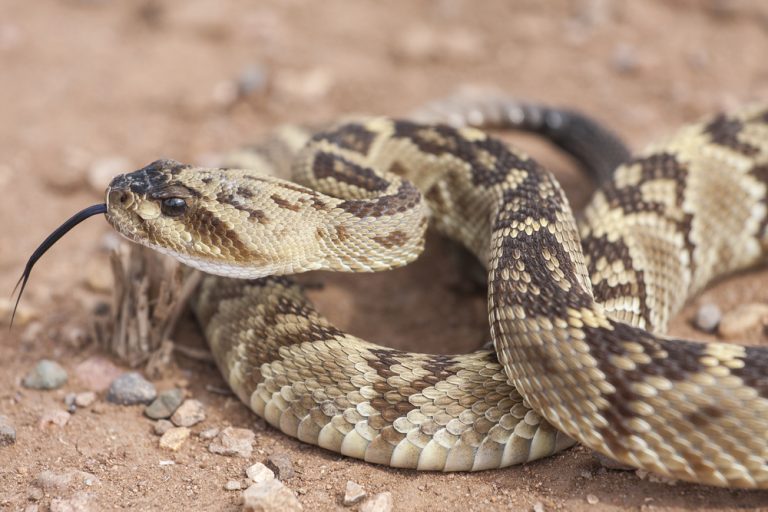 4 of the Most Dangerous Pests in Texas | Buzz Kill Pest Control