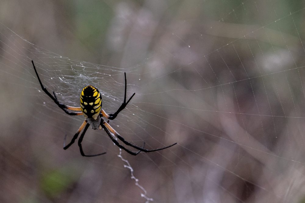 Texas Spiders That Love to Call Your House “Home” | Buzz Kill Pest Control