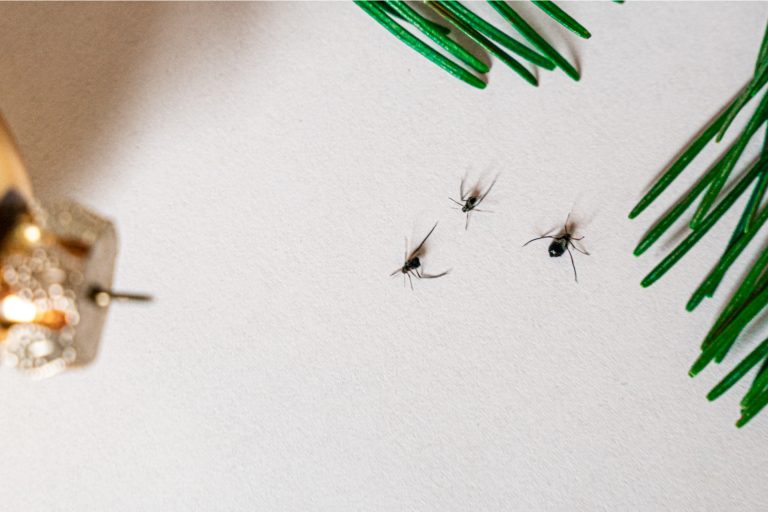 Common Christmas Tree Bugs That Ruin Your Cheer! | Buzz Kill Pest Control