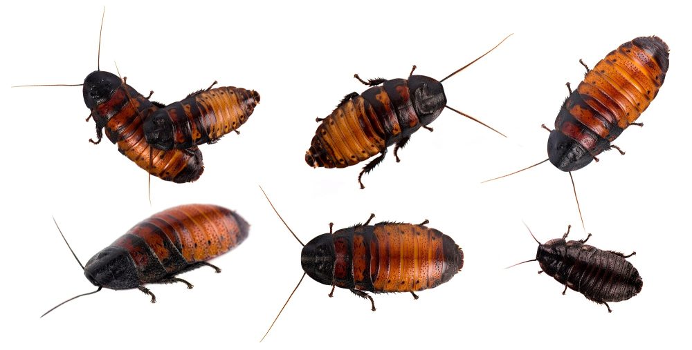 How Does Pest Control Get Rid of Roaches? | Buzz Kill Pest Control