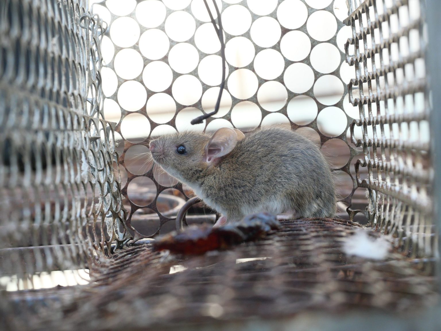 Rodent Control 101: Keeping Rats and Mice Out of Your Home | Buzz Kill Pest Control